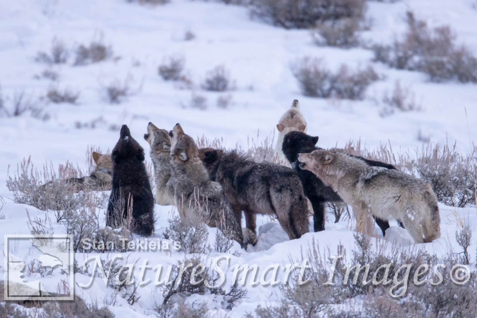 When Wolves Gather in Yellowstone National Park - Adventure Publications