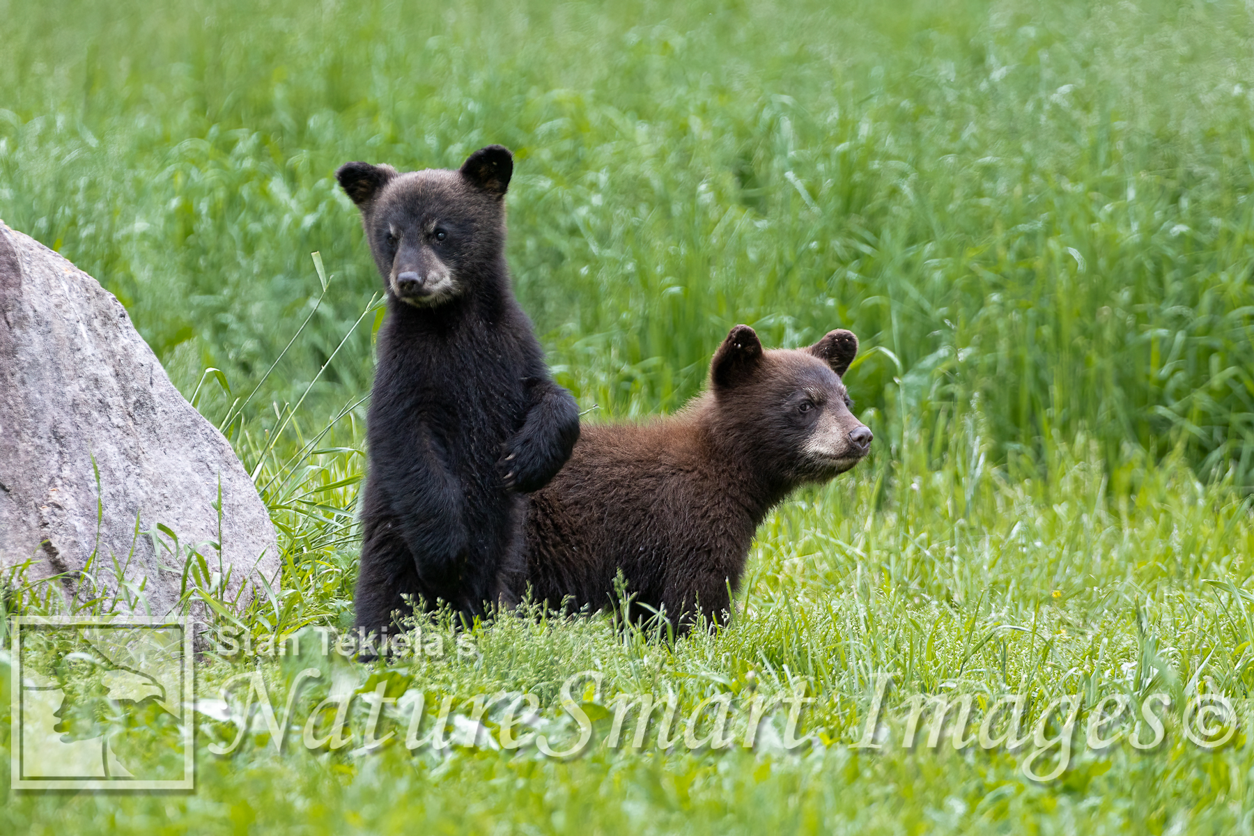 The Black Bear is Unique to North America. Find Out More! - Adventure Publications