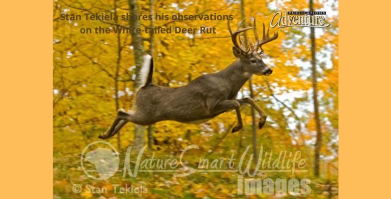 Mating Behaviors of White-tailed Deer - Adventure Publications