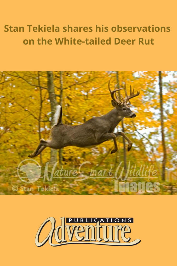 Mating Behaviors of White-tailed Deer - Adventure Publications
