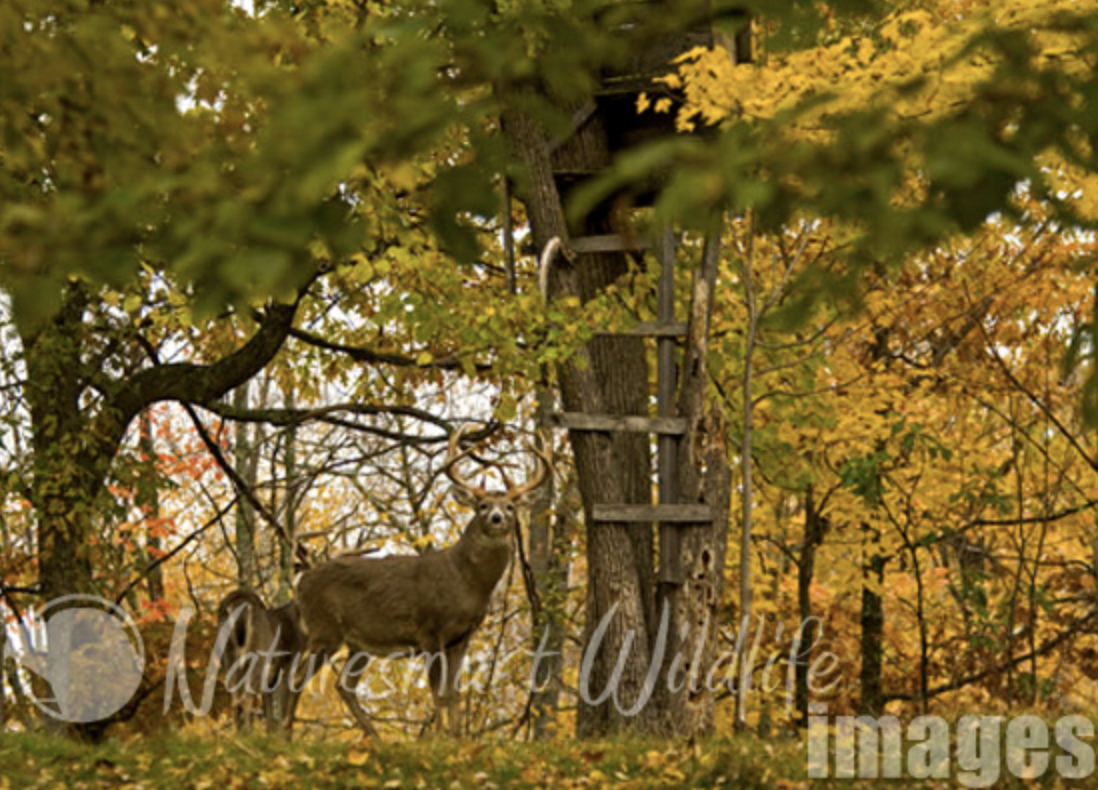 Mating Behaviors of White-tailed Deer - Adventure Publications