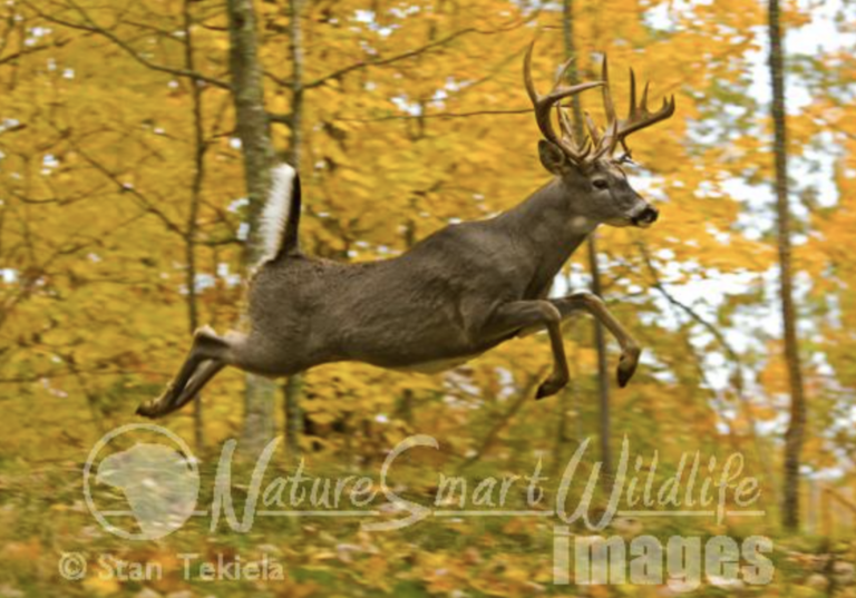 Mating Behaviors of White-tailed Deer - Adventure Publications