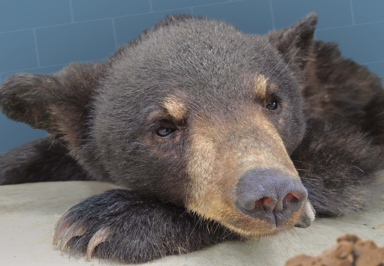 Christy Gove Talks About Her Upcoming Book, Bailey the Bear Needs Help! - Adventure Publications