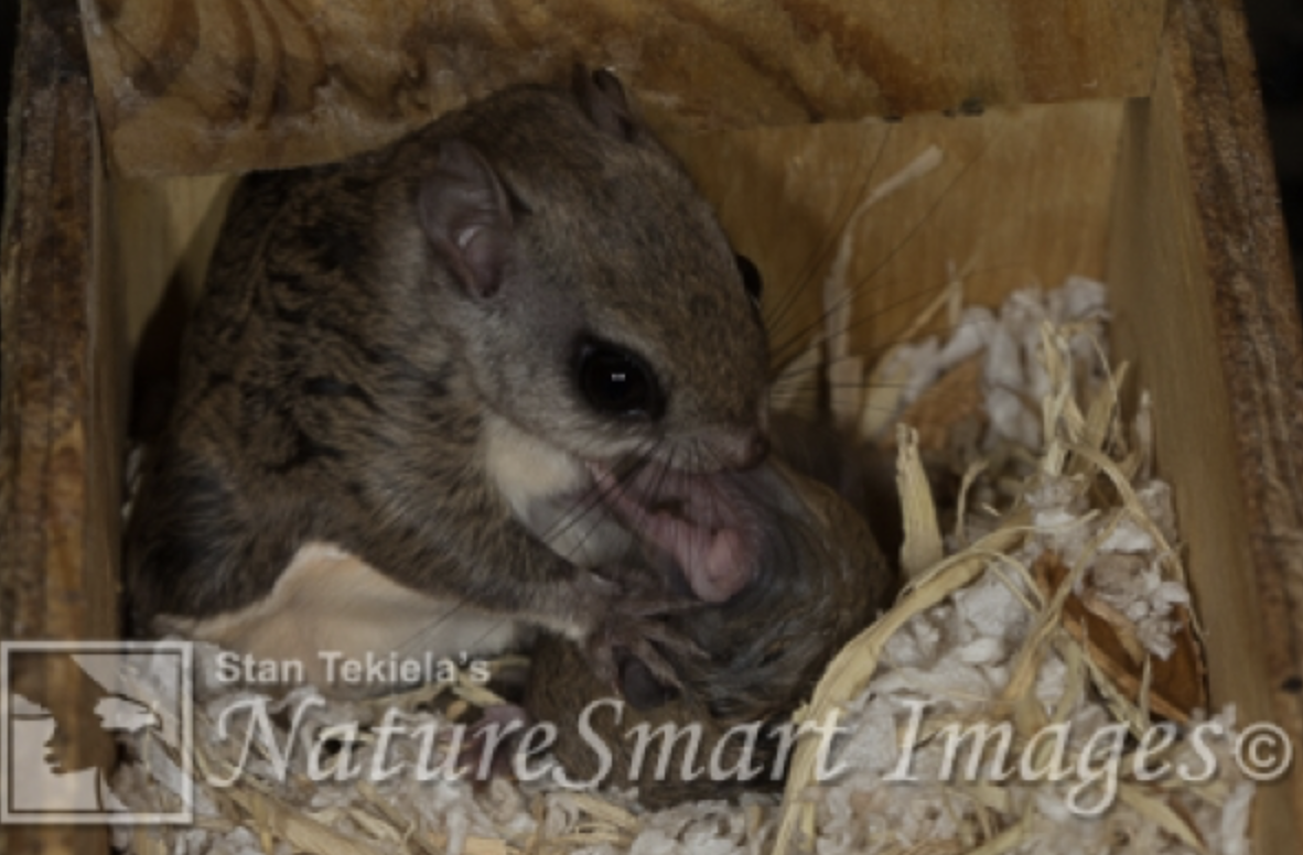 Stan Tekiela Shares his Love of Flying Squirrels - Adventure Publications