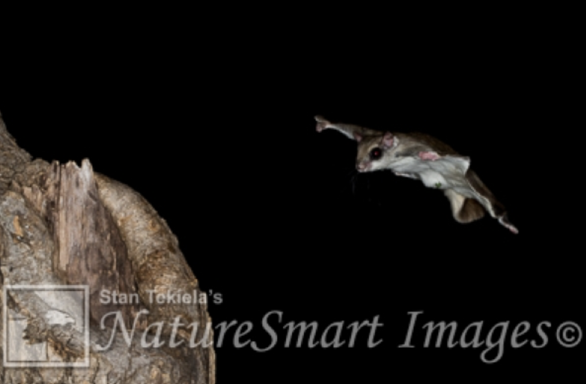 Stan Tekiela Shares his Love of Flying Squirrels - Adventure Publications