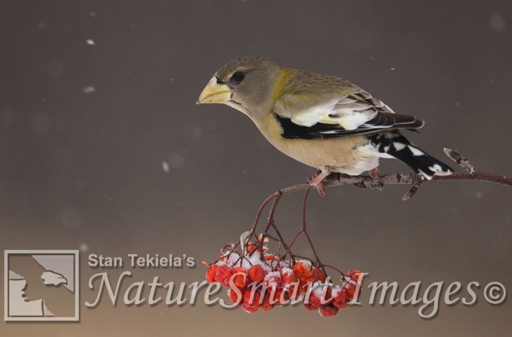 Birds of Minnesota Highlighted in Field Guide - Adventure Publications