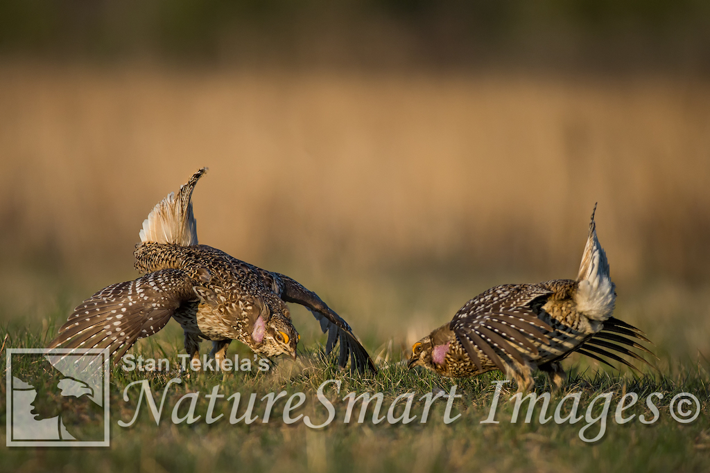 Sharp-tailed Grouse Fascinates with Mating Behavior - Adventure ...