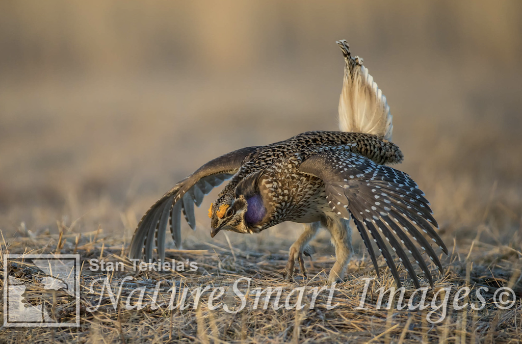 Sharp-tailed Grouse Fascinates with Mating Behavior - Adventure ...