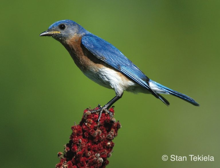 Discover Birds of Wisconsin with Stan Tekiela’s Field Guide - Adventure ...