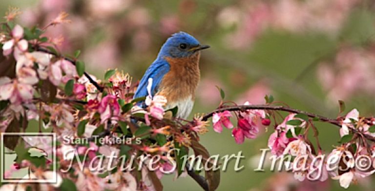 Learn to Identify the Birds of Missouri with Stan Tekiela’s Field Guide ...
