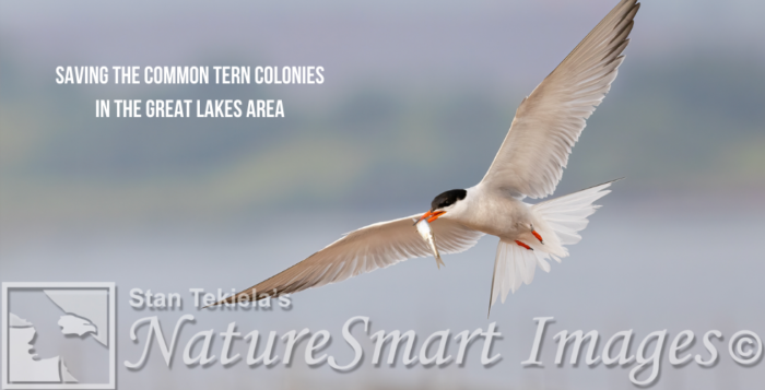 Saving the Common Tern Colonies in the Great Lakes Area - Adventure ...
