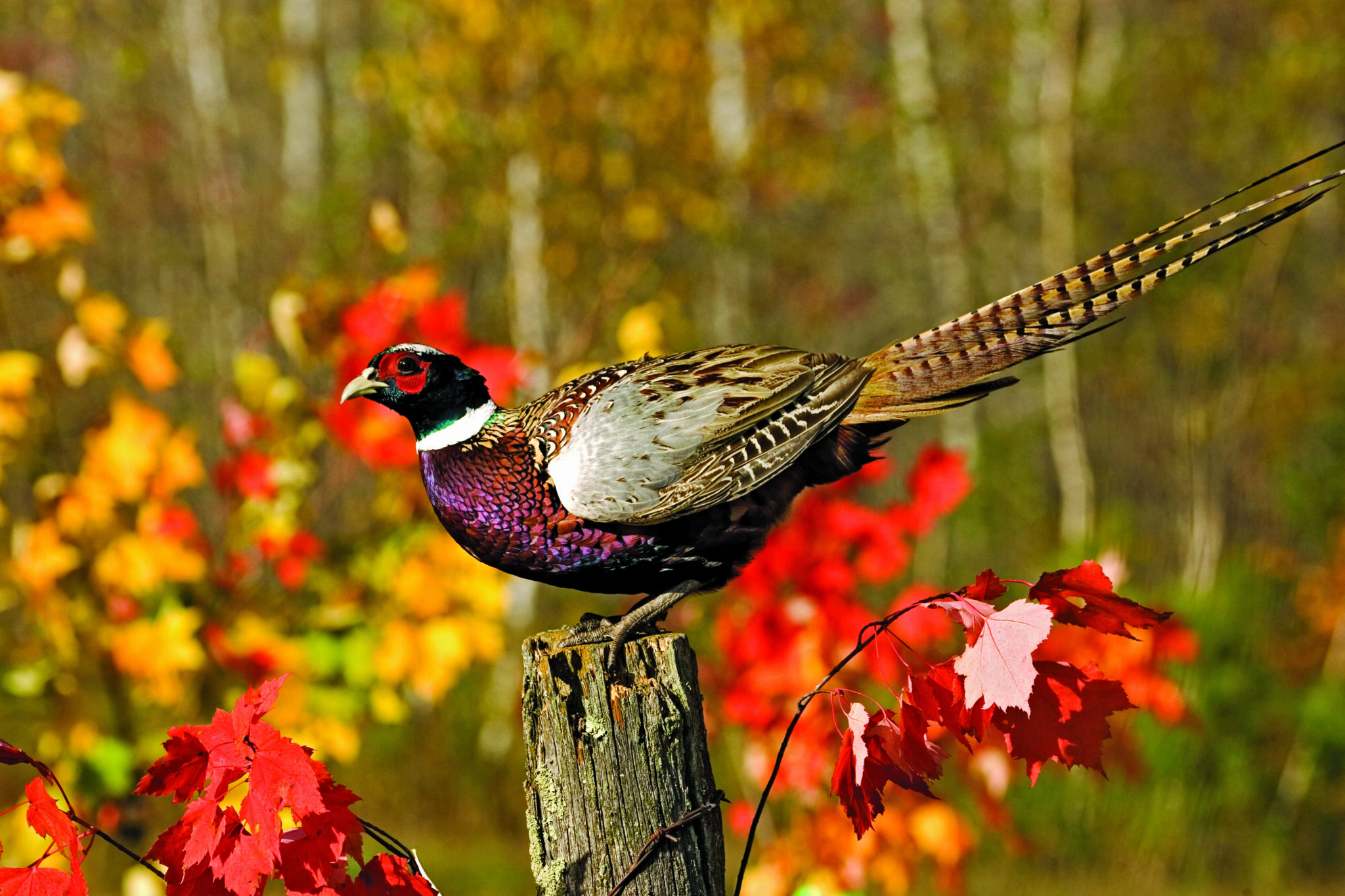 Do you Know the State Birds of the Midwest? - Adventure Publications