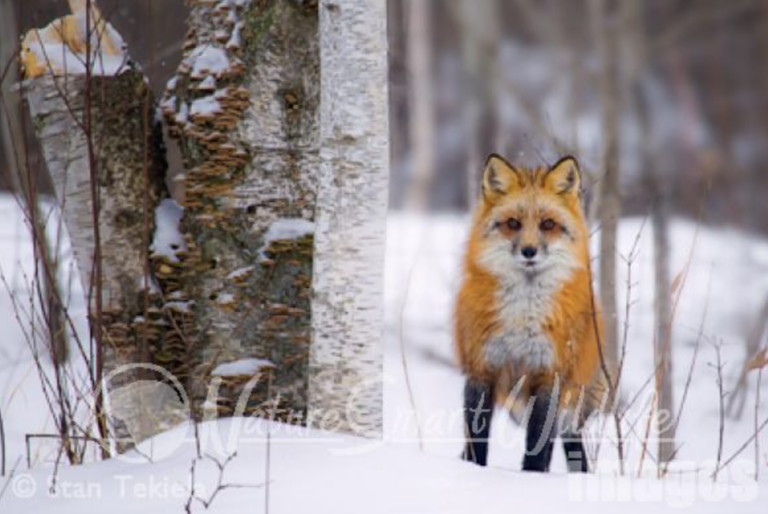The Red Fox is Well Prepared for Harsh Winters - Adventure Publications