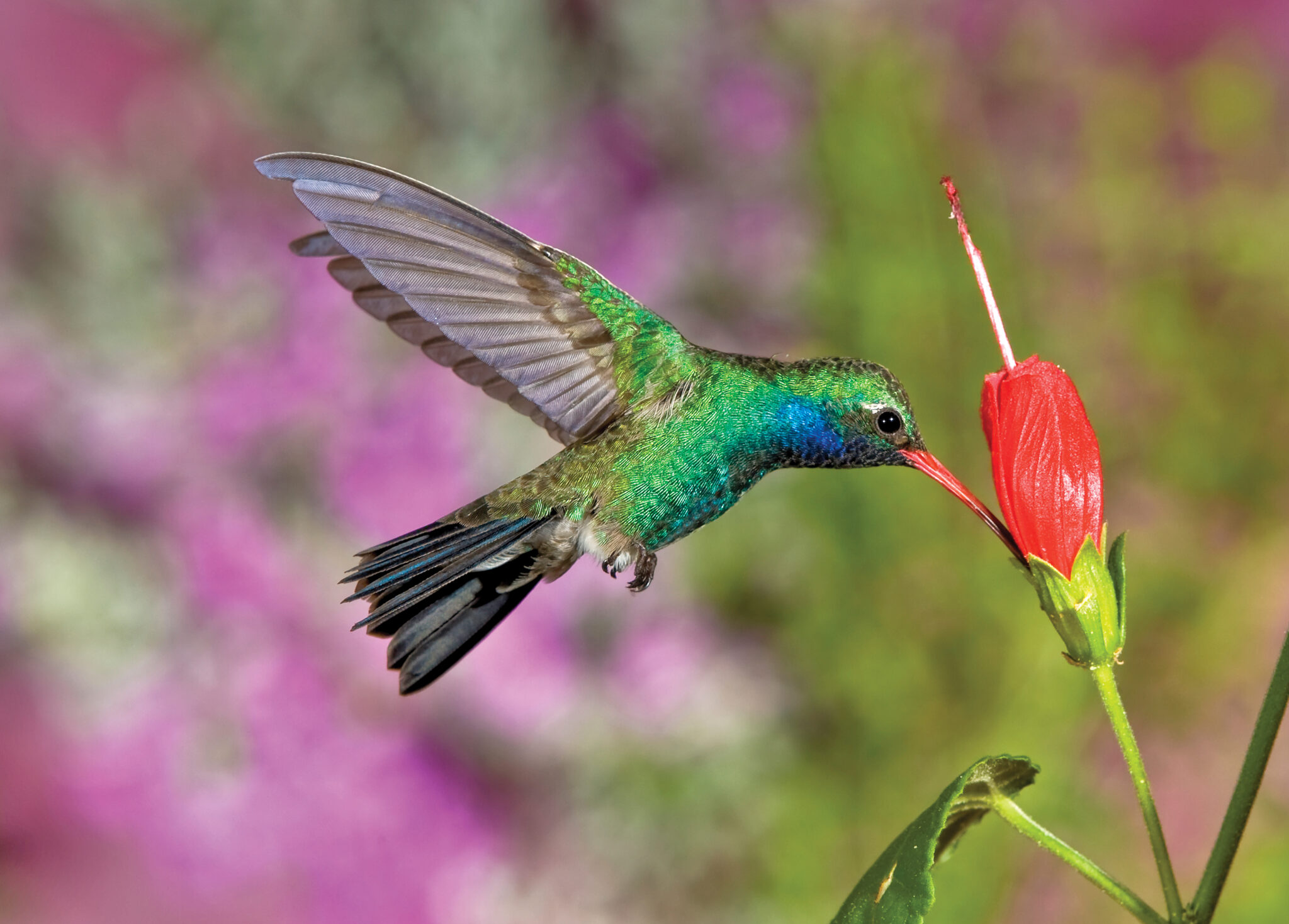 Hummingbirds: Marvels of the Bird World - Adventure Publications