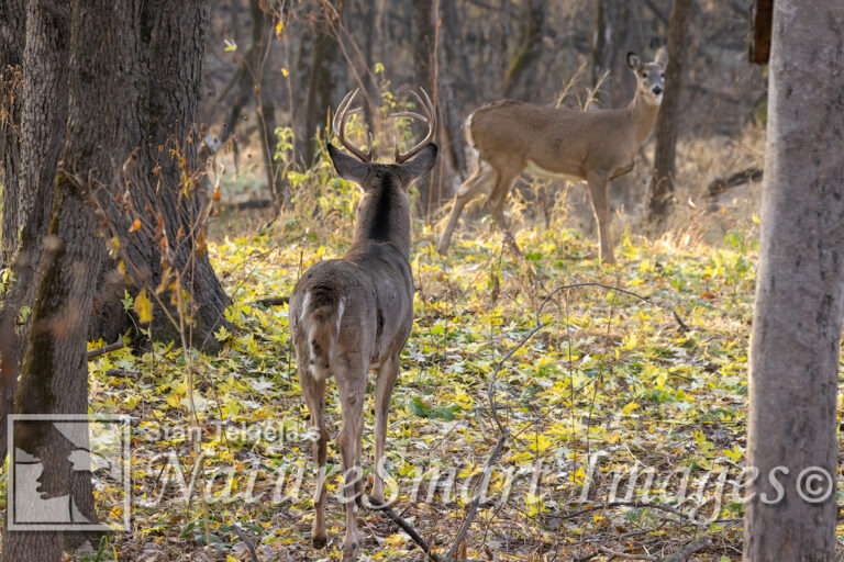 Mating Behaviors of White-tailed Deer - Adventure Publications