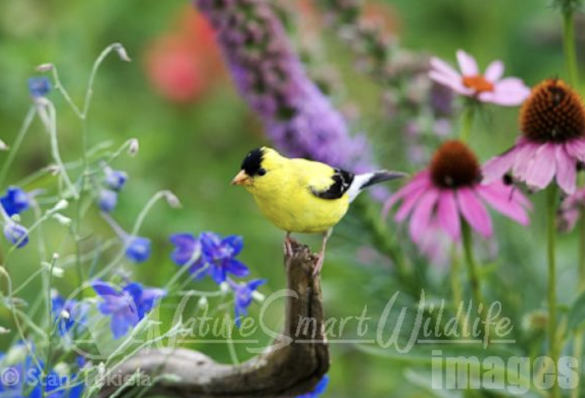 The American Goldfinch: A Great Example of Alternate Nesting Behavior ...