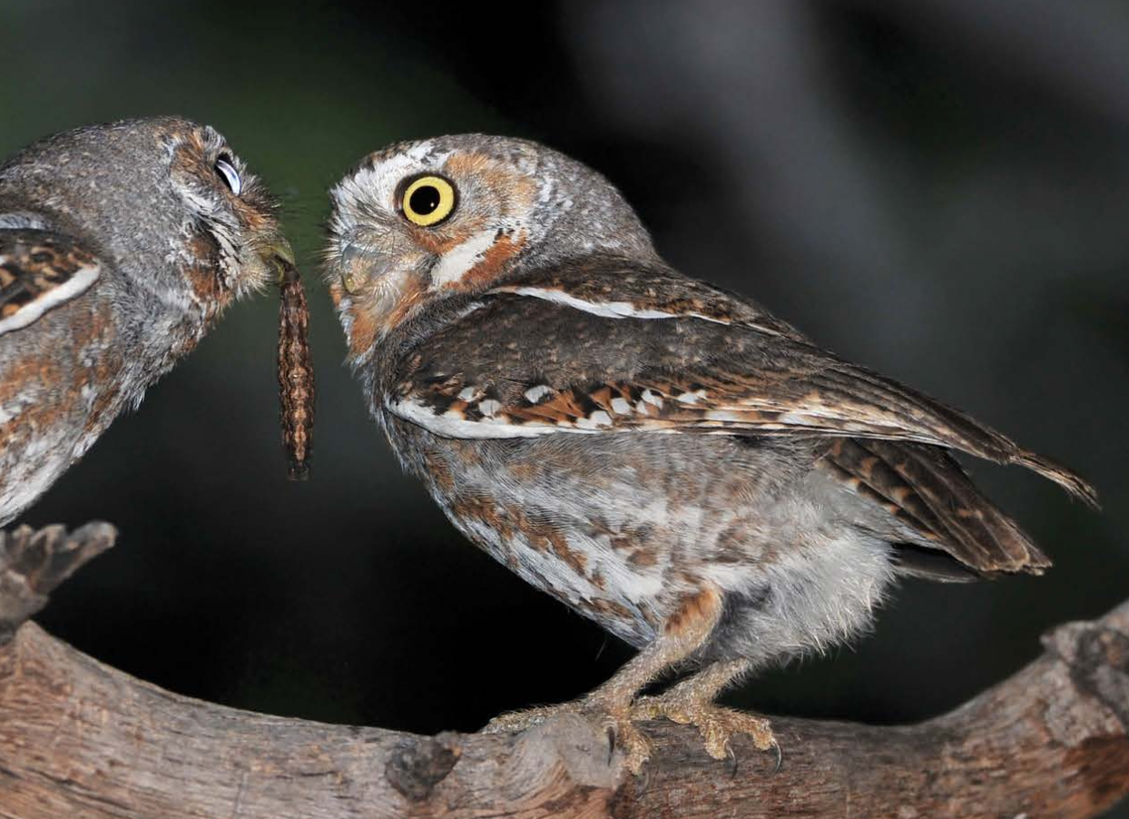 10 Fun Facts about Critters of Arizona - Adventure Publications